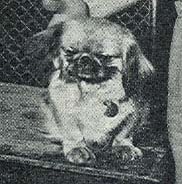 Scientific Aspects of the Graeme Thorne Kidnapping and Murder ...